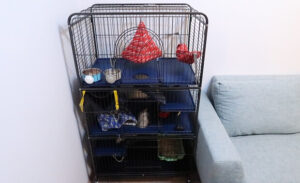 All About Ferrets In One Place By Experienced Ferret Owners