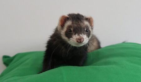 All About Ferrets In One Place By Experienced Ferret Owners