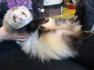 Do Ferrets Smell Bad And Can They Stink Up Your House?