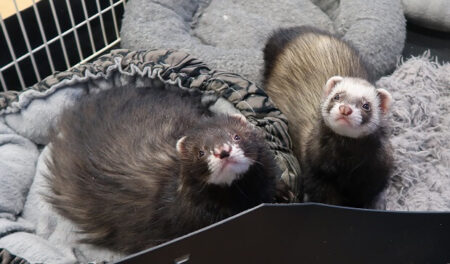 Angora Ferrets: What Do You Need To Know About This Type Of Ferret?