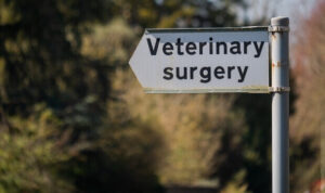 Aggressive Or Scared Ferrets: How To Handle Them The Right Way