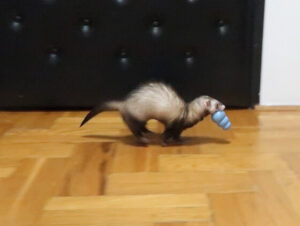 Complete Ferret Poop Guide: What Is Normal And What Isn't?