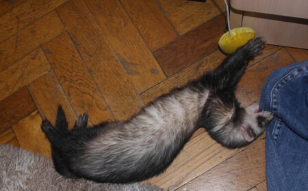 Aggressive Or Scared Ferrets: How To Handle Them The Right Way