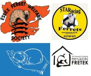 Aggressive Or Scared Ferrets: How To Handle Them The Right Way