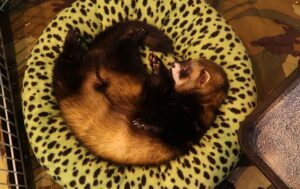 Aggressive Or Scared Ferrets: How To Handle Them The Right Way