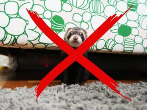 All About Ferrets In One Place By Experienced Ferret Owners