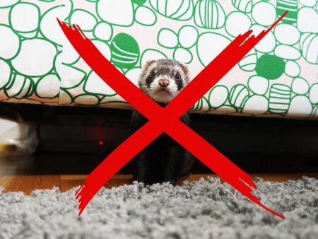 All About Ferrets In One Place By Experienced Ferret Owners