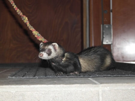 Guide For Keeping A Ferret As A Pet: Everything You Need To Know